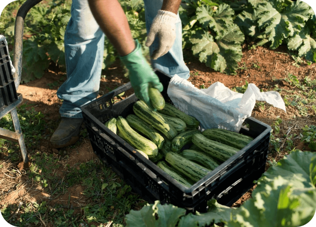 Bio Stimulant Products | Enhance Agricultural Efficiency