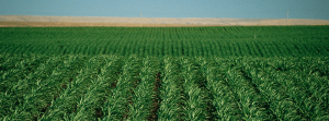 Bayer Dekalb | High-Yield Hybrid Corn Seeds for Indian Farmers