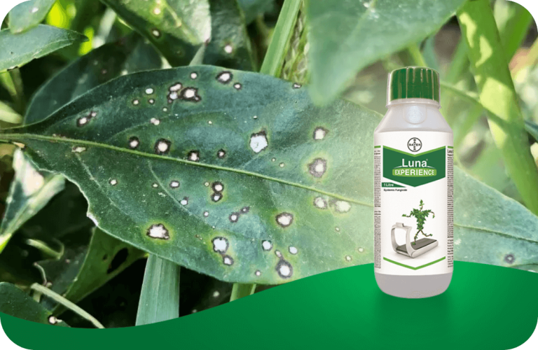 Luna Experience | Broad-Spectrum Fungicide for Crop Diseases