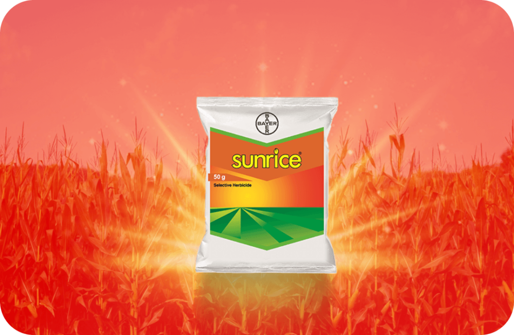 Sunrice Herbicide | Transplanted Rice & Sugarcane Crop Diseases